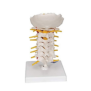 3B Scientific A72 Cervical Spinal Column - 3B Smart Anatomy