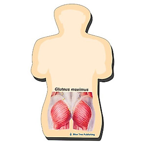 Fun Anatomy Sticky Notes Collection, 6 Pack-100 Sheets Per Pack, Medical Note Pads and Great Gifts.