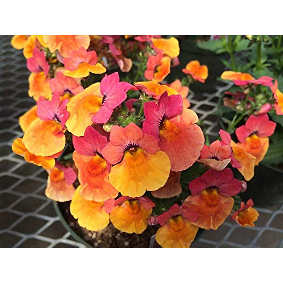 Seeds Nemesia Carnival Mix (Cape Snapdragon) Ornamental Indoor Flower Annual Garden Cut Flowers for Planting Non GMO