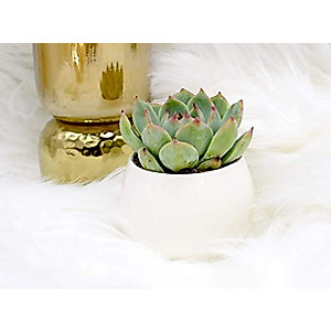 Good Vibes Gift Box - Succulent Gift Box - Live Succulent gift box - Friend Gift Box - Good Vibes Only - Birthday Present - Send a Gift