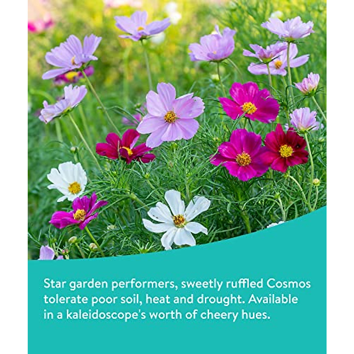 Burpee Cutting 50,000 Bulk, Multi, 1 Bag | 15 Varieties of Non-GMO Flower Perennial Wildflower Seeds Pollinator Mix | Covers 1,000 Sq. Ft, Multicolor