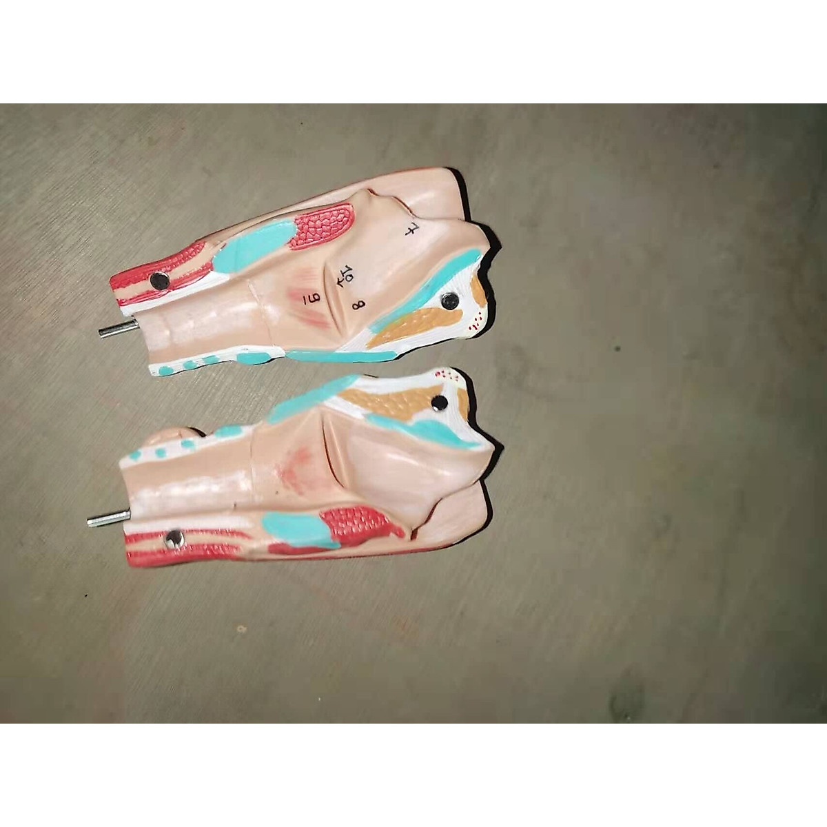 DR Natural Size Magnified Human Larynx Joint Simulation Model Anatomy