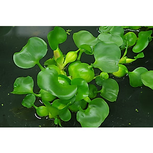 Water Hyacinths Floating Water Garden Plants 15 Live Plants