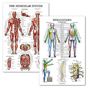 Palace Learning 2 Pack - Muscular System Anatomy Poster + Dermatomes Anatomical Chart