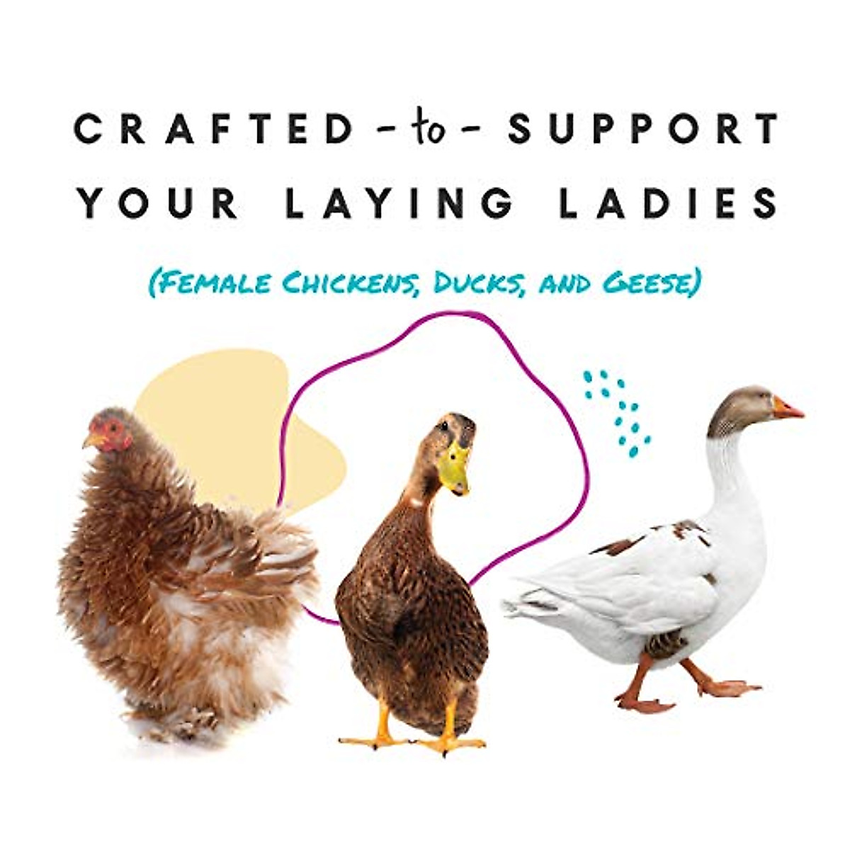 Manna Pro Chicken Feed Supplement | Omega Egg Maker Chicken Supplies | Chicken Food Supplement for Laying Hens | 5 Pounds