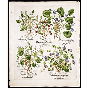 [Double-flowered sweet violet] Viola martia purpurea multiplici flore; [Double-flowered sweet violet] Viola martia alba flore multiplici albo; [Wild sweet violet]Viola matronalis flore purpureo; [Sweet violets] Viola martia flore albo, Viola martia flore