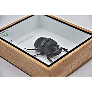 Real Exotic Elephant Dung Beetle Specimen (Heliocopris Dominus) FEMALE - Preserved Taxidermy Insect Bug Collection Framed in a Wooden Box as Pictured