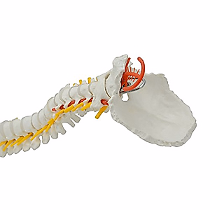 MonMed Life Size Vertebral Column Model with Spinal Nerves, Skull Base, and Pelvis – Flexible Spine Model with Stand