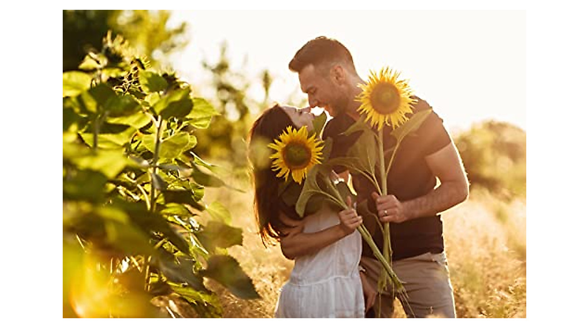 1000+ Sunflower Seeds - Great for Garden Planting
