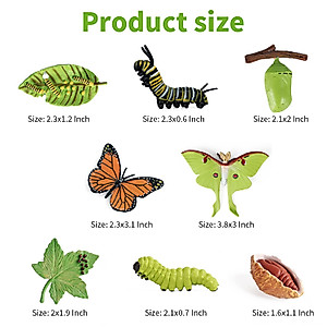 iftnotea 8PCS Monarch Butterflies Life Cycle Toy Figurines for Kids with Actias Ningpoana Figure - Caterpillar to Butterfly Kit Growth Montessori Toy for 3 4 5 6 Years Old