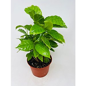 JM BAMBOO Arabica Coffee Bean Plant - 6" Pot