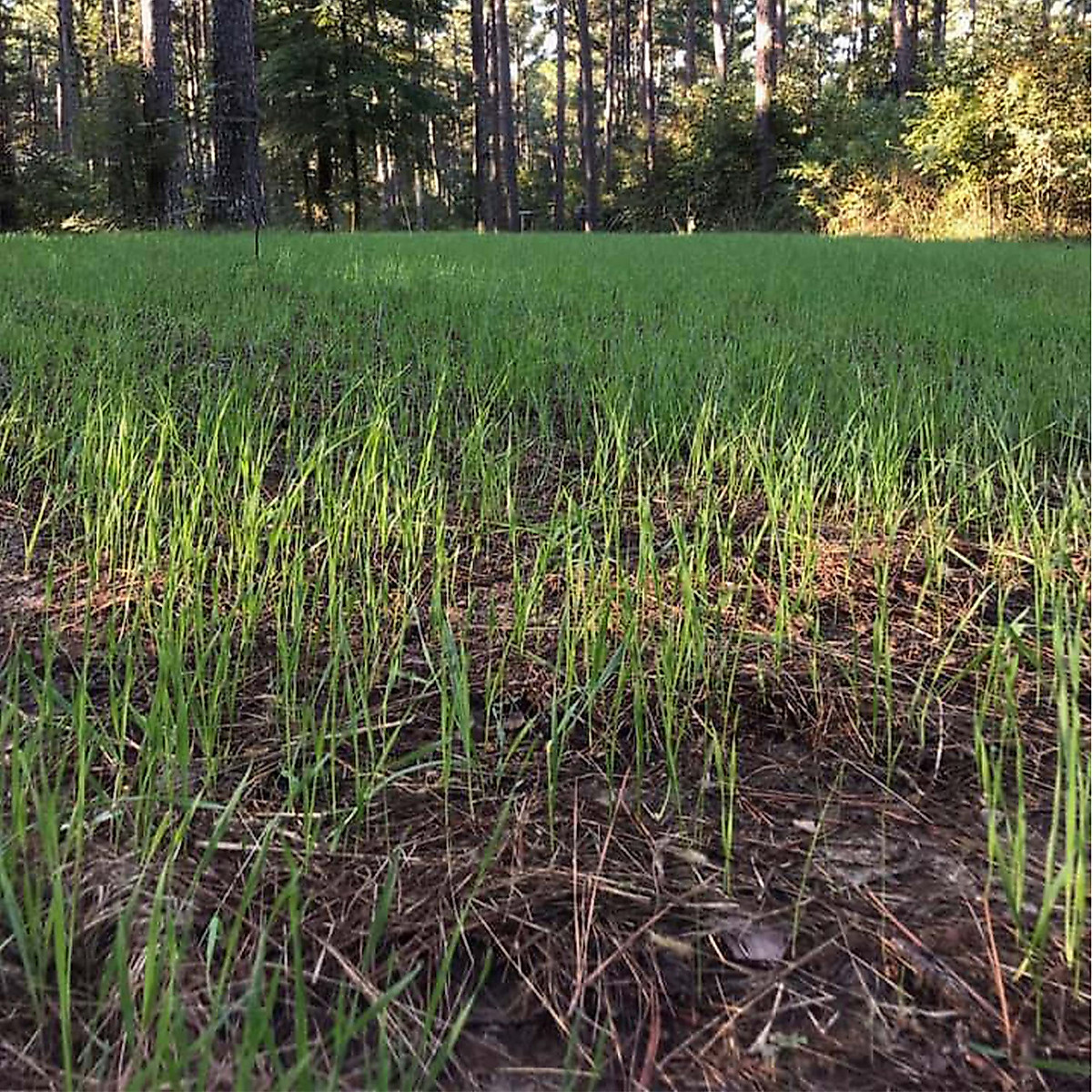 Backwoods Premium Wildlife Products Shady Patch - Premium Food Plot Seed Mix - 5 Pound Bag