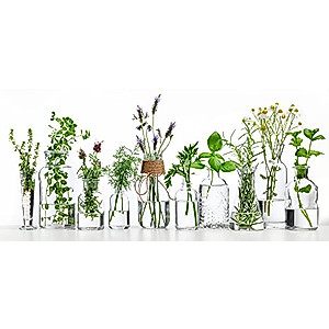 Essential Oils Garden Seed Kit - Grow Peppermint, Tea Tree, Lavender, Eucalyptus, Lemongrass, Orange