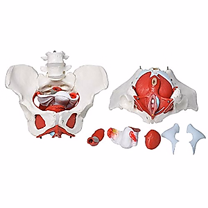 Wadoy Pelvic Floor Model, Female Pelvis Model, Pelvic Floor Muscle Anatomical Model with Removable Organs for Medical Teaching Students Study Science Education