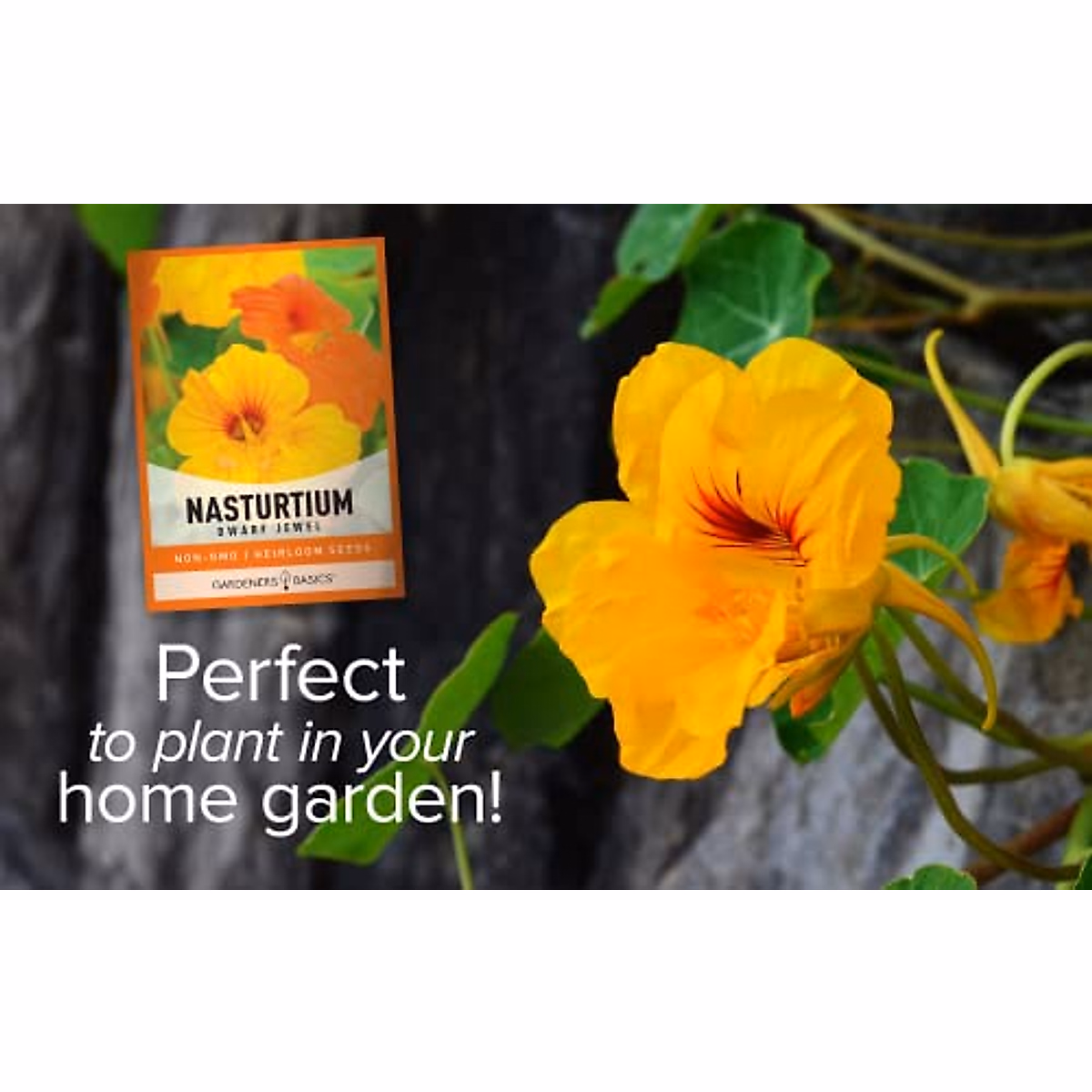 Nasturtium Flower Seeds for Planting (Dwarf Jewel) - Edible Flower Open Pollinated, Non-GMO Annual Flower Seed for Flower Gardens by Gardeners Basics