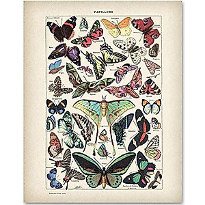 Butterflies Papillons - Vintage Educational Print for Science Room, Cottagecore Room Print, Classic Butterfly Poster and Gift for Gardeners and Entomologists, 11x14 Unframed Print