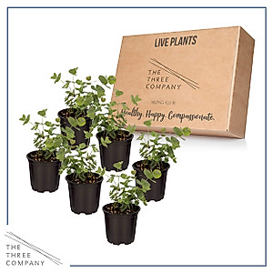 Live Aromatic and Healthy Herb - Eucalyptus (6 Per Pack), Assorted Varieties - Natural Air Purifier, 8" Tall by 3" Wide in 1 Pint Pot