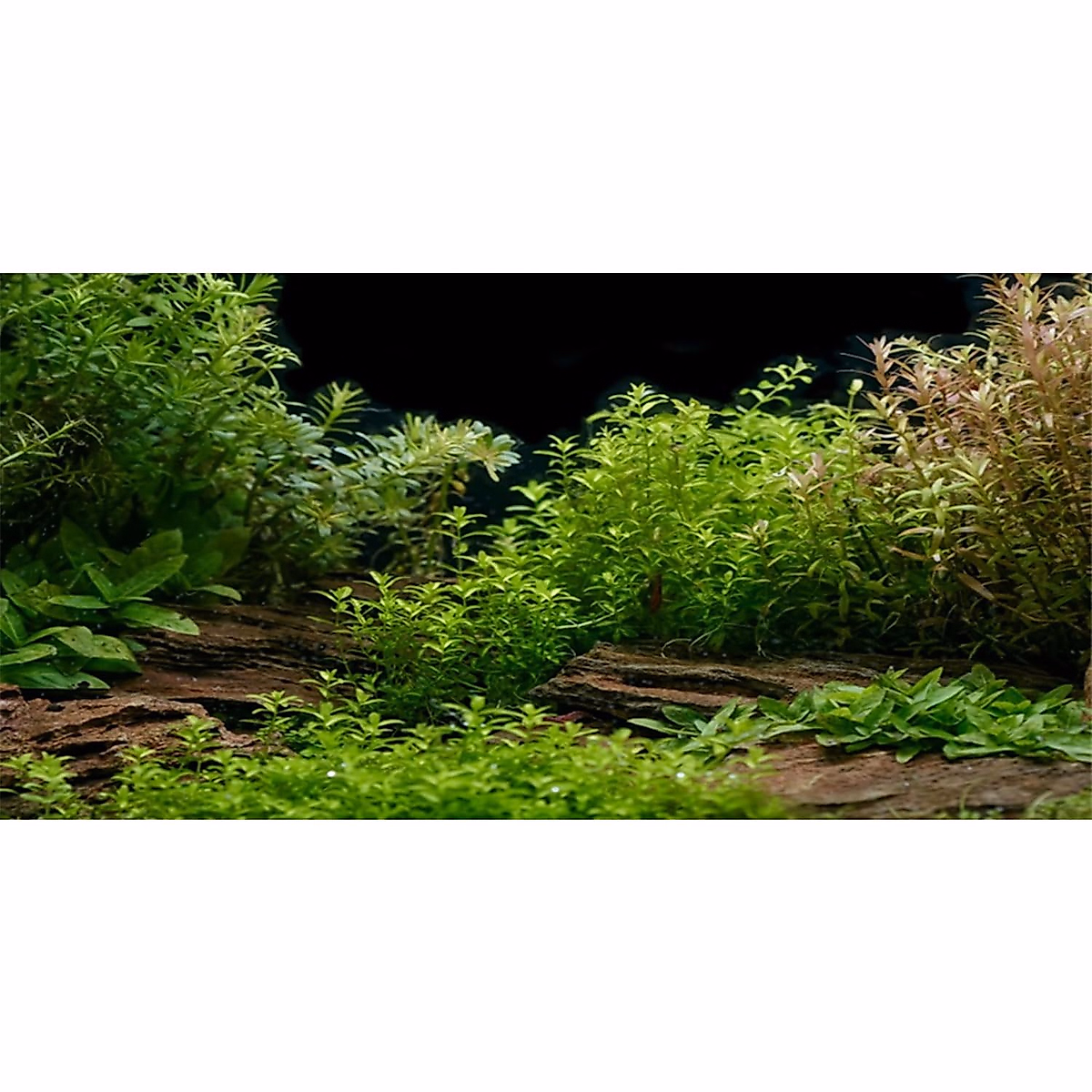 AWERT Aquarium Background River Bed & Lake Aquatic Plant Fish Tank Background Vinyl 48x20 inches