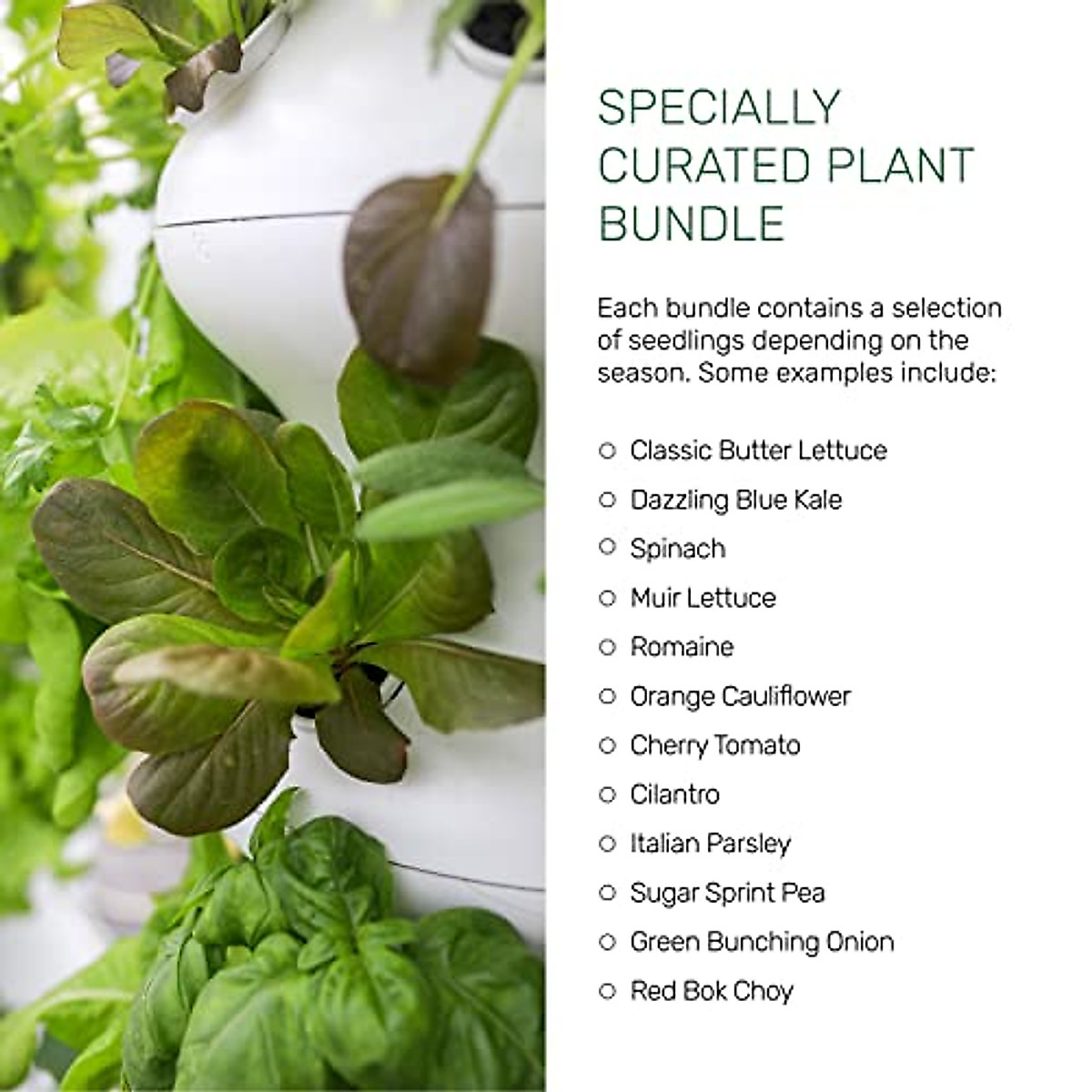 Lettuce Grow Outdoor Seedlings Bundle - Live Plants to Kickstart Outdoor Growing - Not Seeds or Pods - Living Plants for Hydroponic Growing Systems or Traditional Gardens - Non-GMO