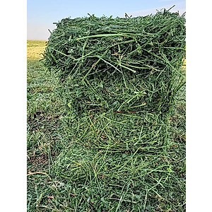 Bunny Honey Bulk Fresh Alfalfa Hay 80oz USDA Organic Alfalfa Hay for Chinchillas - Best Cut & Delivered Fresh - Promotes Healthy Digestive Function - 5 Pound