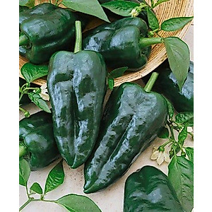 Poblano Ancho Grande Hot Chile Pepper Seeds for Planting, 50+ Heirloom Seeds Per Packet, (Isla's Garden Seeds), Non GMO, Botanical Name: Capsicum annuum, Great Home Garden Gift