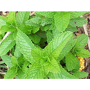Spearmint Heirloom Culinary Herb Seeds - Mentha spicata - (600 Seeds, or .05 Gram)