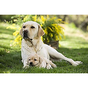 Dog Skin Health - Dog Hair and Coat Complex - Itch Relief - Immune Support - Vitamins and Minerals - Dog Vitamin Appetite - 2 Bottles (120 Treats)