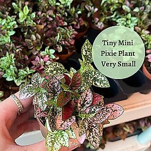 Polka-dot-Plant, Hypoestes phyllostachya, Live in a 2 inch Pot Tiny Mini Pixie Plant