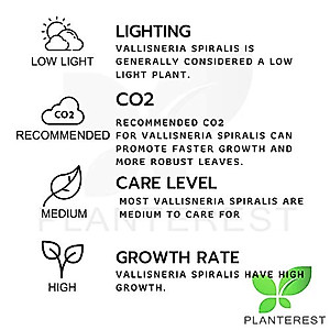 Planterest - Jungle Val Rooted Vallisneria Spiralis Bunch Live Aquarium Plant Low Light Background Stems Decorations BUY2GET1FREE