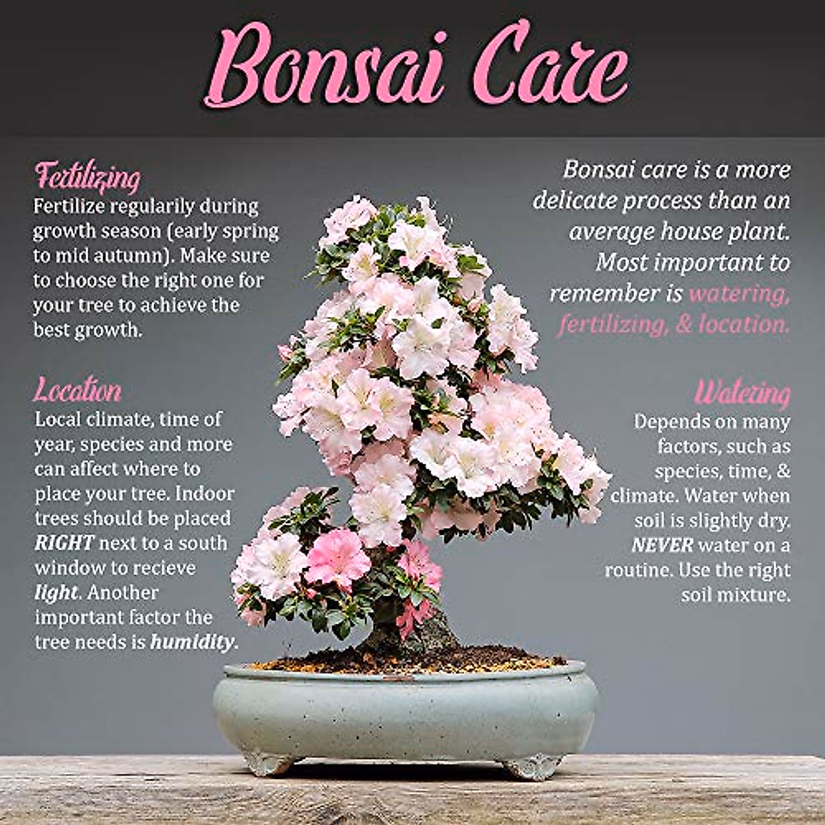 BambooMN Bonsai Basics Set - 8" Concave Cutter, 7" Heavy Duty Shear - 1 Set