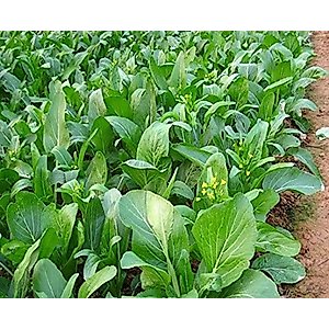 3500 Yu Choy Sum Seeds for Planting - Chinese Flowering Cabbage Seeds | Fast Growing | Heat and Cold Tolerant | Organic Yu Chai/Choi Sum/Chai Sim/Yu Chai Seeds