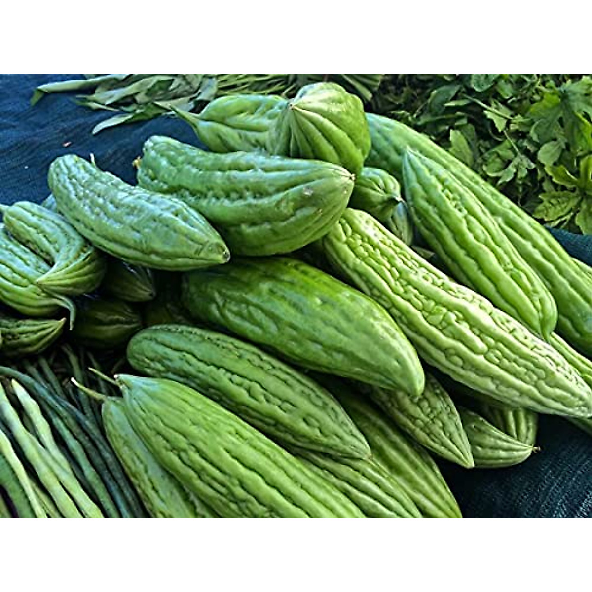 Gaea's Blessing Seeds - Bitter Melon Seeds - Bitter Gourd Heirloom Non-GMO Bittermelon Seeds with Easy to Follow Planting Instructions - 92% Germination Rate (Pack of 1)