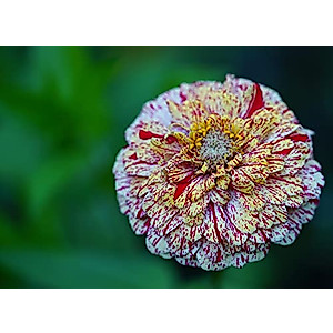 "Candy Stripe Mix" Zinnia Seeds for Planting, 50+ Flower Seeds Per Packet, (Isla's Garden Seeds), Non GMO & Heirloom Seeds, Botanical Name: Zinnia elegans, Great Home Garden Gift