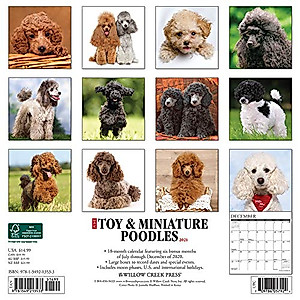 Just Toy & Miniature Poodles 2021 Wall Calendar (Dog Breed Calendar)