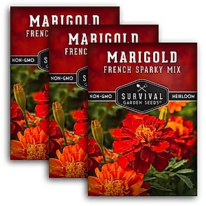 Survival Garden Seeds - French Sparky Marigold Seed for Planting - 3 Packs with Instructions to Plant and Grow Large Tagetes Patula Flowers in Your Home Vegetable Garden - Non-GMO Heirloom Variety