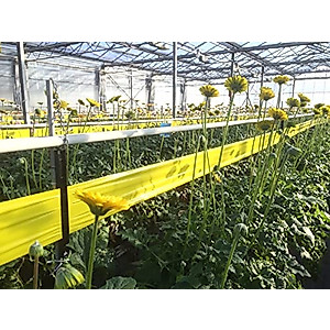 Giant Yellow Sticky Traps - Fly Tape Roll, 15cm x 100m - Bug Sticky Trap for Flying Insects, Aphids, Fruit Fly, Gnats, Barn Fly, Lantern Fly | Tape Sticky Roll Outdoor | Indoor | Hanging