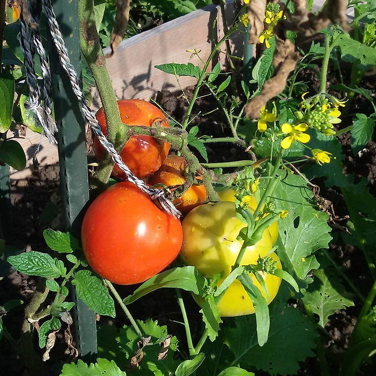 G-LEAF Sturdy Metal Garden Stakes 4 Ft Plastic Coated Steel Tube Plant Sticks for Tomato,Cucumber,Strawberry, Bean,Tree,Pack of 50