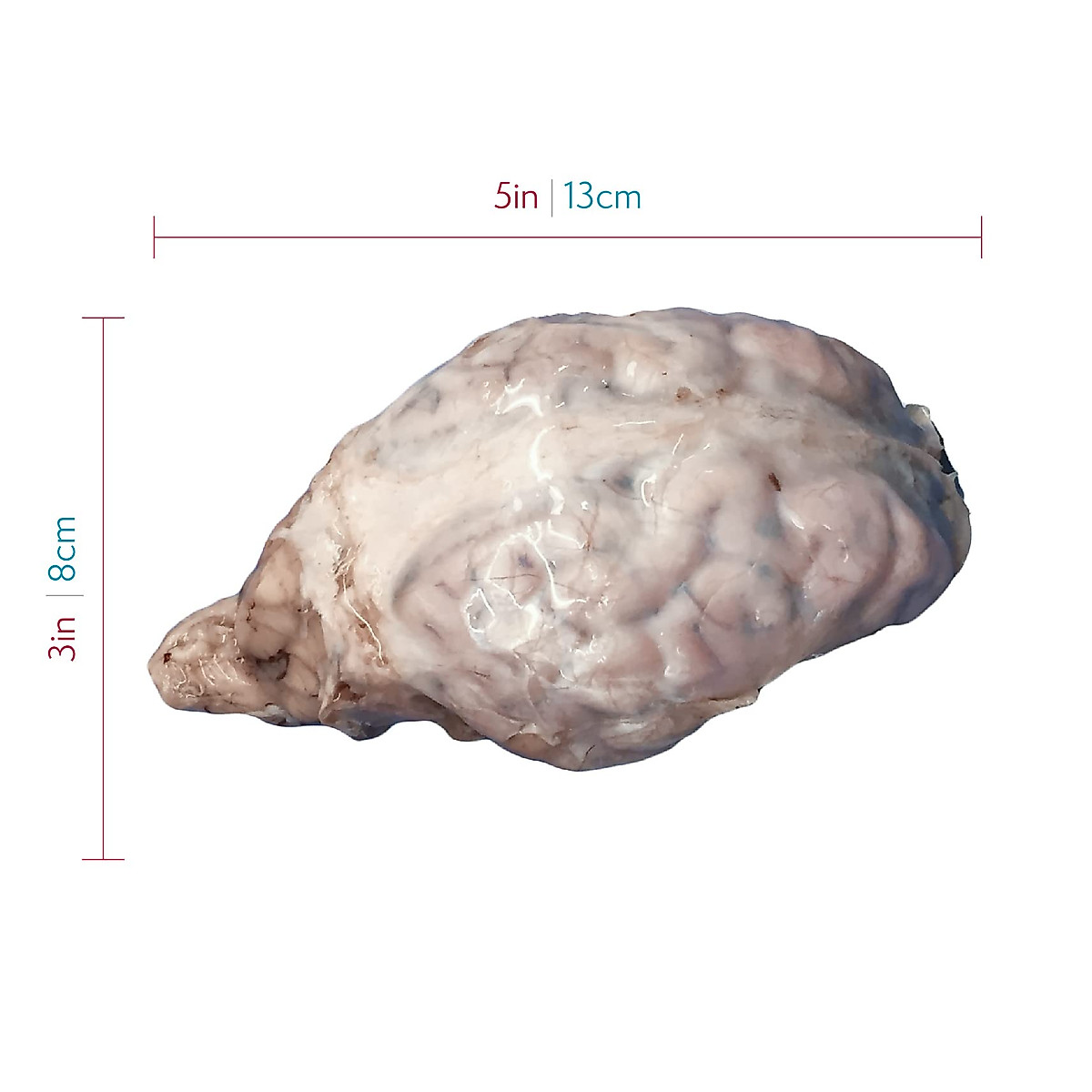 Anatomy Lab Preserved Sheep Brain Specimen for Dissection, without Hypohysis, Vacuum Pack of 10