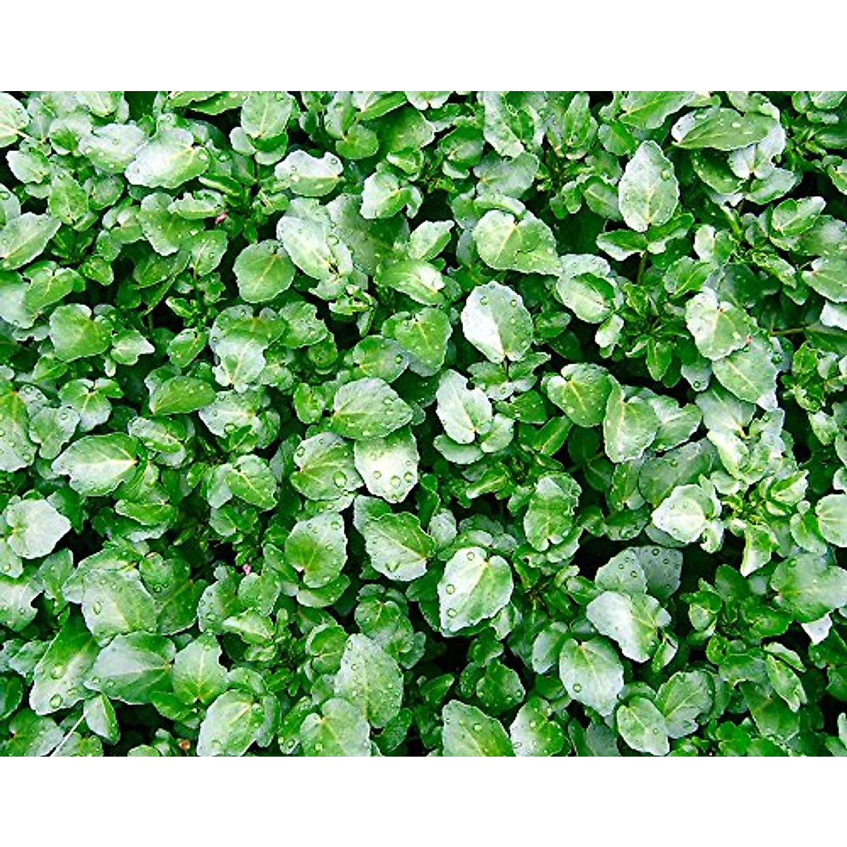 200+ Watercress Seeds Heirloom Non-GMO Delicious Superfood! Easy to Grow! from USA