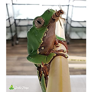 Josh's Frogs 3/4"" Banded Crickets (1000 Count)