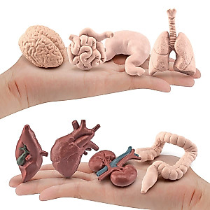8 Pcs Human Organ Model Mini Body Parts Anatomical Figure Realistic Brain Heart Lung Liver Stomach Large Intestine Small Intestine Kidney Models