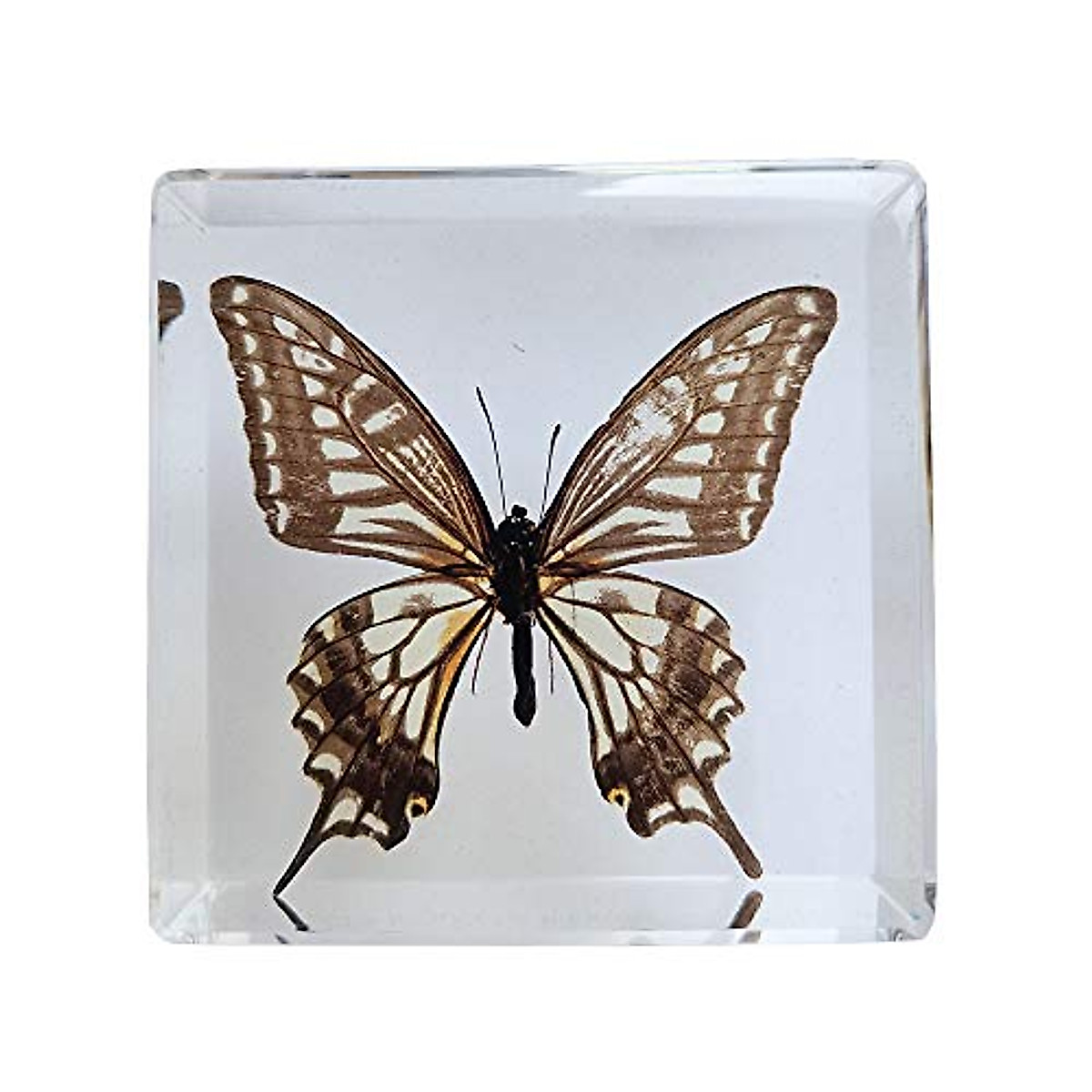 Real Butterfly Insect Specimens In Resin Paperweight Crafts, Animal Taxidermy Collection for Science Education & Desk Ornament (Butterfly-03)