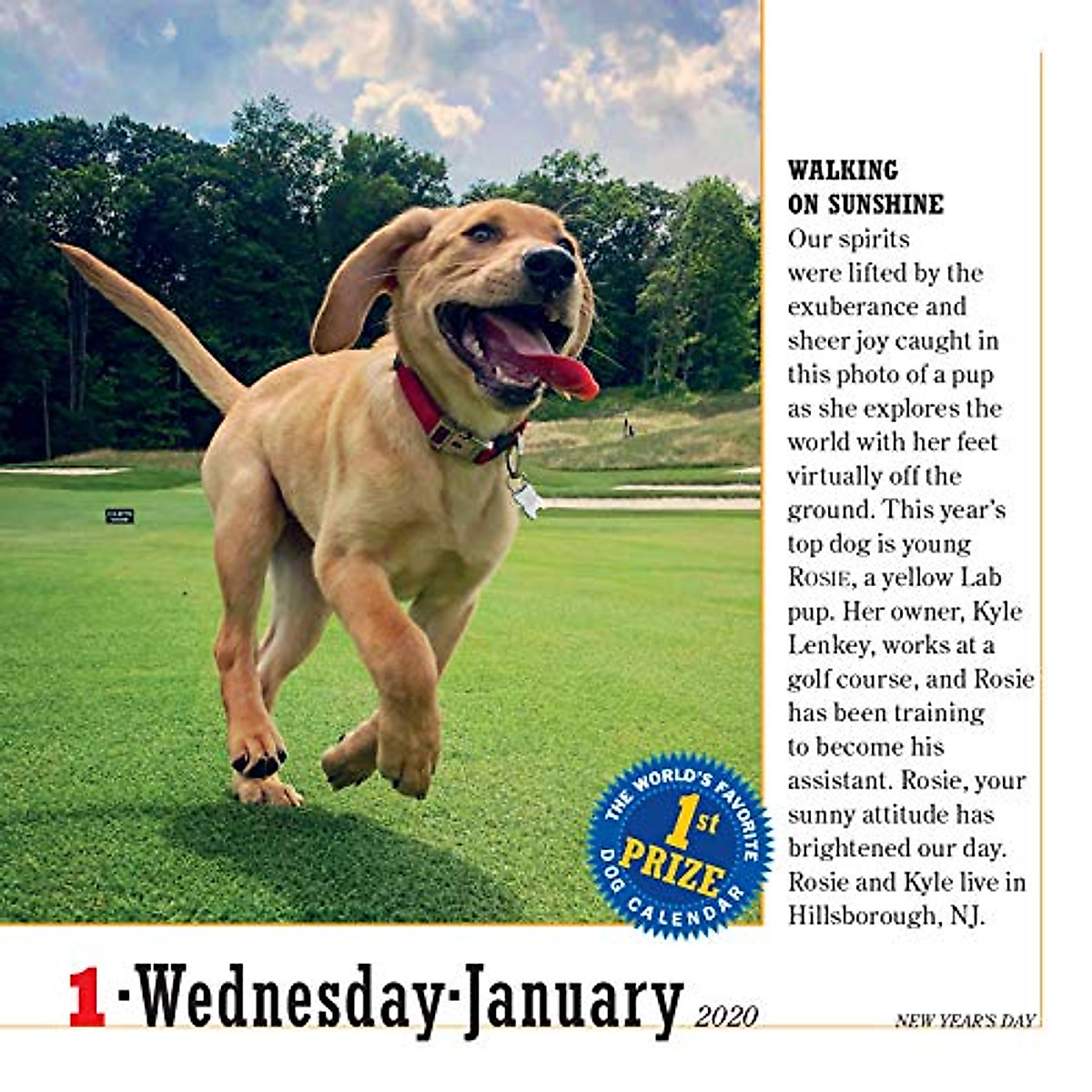 365 Dogs Page-A-Day Calendar 2020