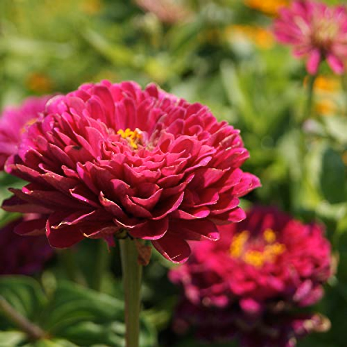 Outsidepride Zinnia Elegans Dahlia Purple Heat & Drought Tolerant Garden Cut Flowers - 1000 Seeds
