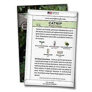 Sow Right Seeds - Catnip Seed for Planting - Popular Herb for Happy Cats - Non-GMO Heirloom Packet with Instructions to Plant and Grow - A Gift for The Cat Lover - Perennial Herb Indoors (1)