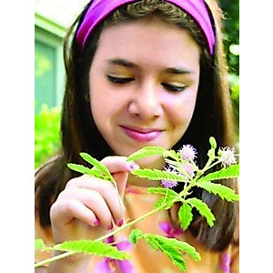 TickleMe Plant Grow Kit - You Tickle My Heart - Share Growing The Only Plant That Closes Its Leaves When Tickled or When Blown a KISS! Includes Soil Disk, Seeds, 4 inch Flower Pot. Easy to Grow.