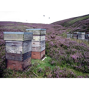 Mellis Scottish Blossom Honey, 12- Ounce Jar