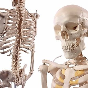 Wellden Product Anatomical Human Skeleton Model, 1/2 Life Size, 85cm/33.5"