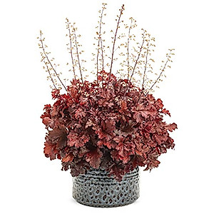 Proven Winners HEUPWP2146103 Cherry Truffles Live Plant, 0.65 Gallon