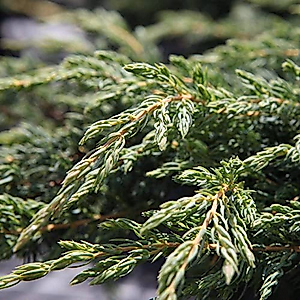 CHUXAY GARDEN Juniperus Communis,Common Juniper,Juniperus Intermedia 60 Seeds Evergreen Shrub Flavor Gin Blue Fruit Ornamental Flowering Plant